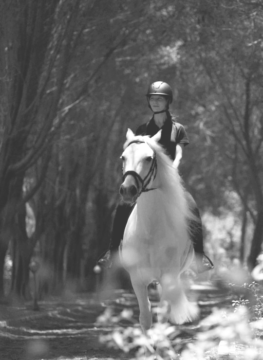 The Royal Stables - Abu Dhabi