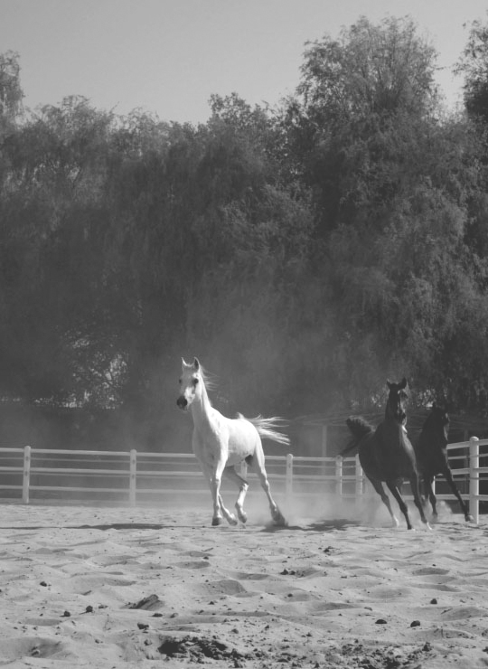 The Royal Stables - Abu Dhabi