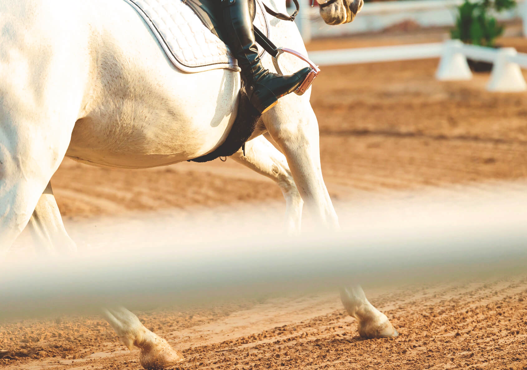 The Royal Stables - Abu Dhabi
