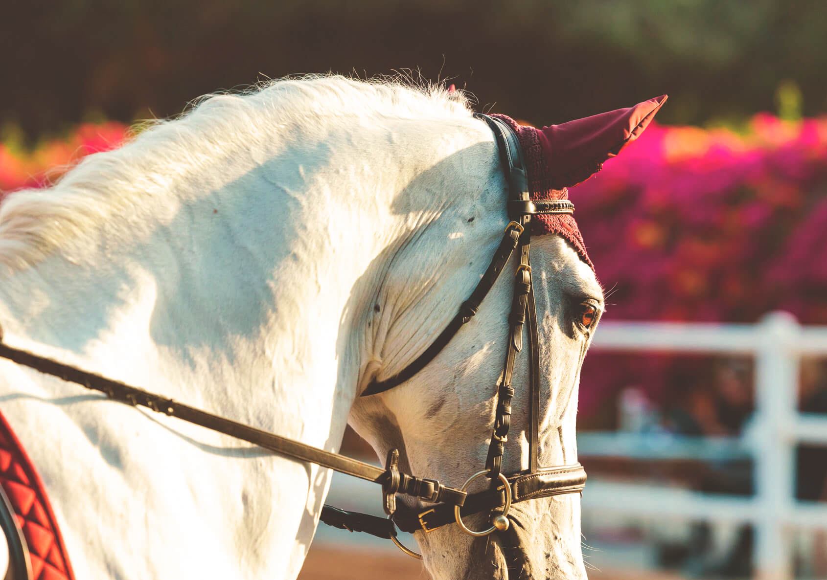 The Royal Stables - Abu Dhabi
